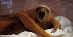 Animated Sloth GIFs - Find & Share on GIPHY