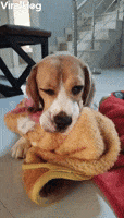 Beagle-dog GIFs - Get the best GIF on GIPHY