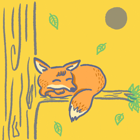 Good Night Fox GIF - Find & Share on GIPHY