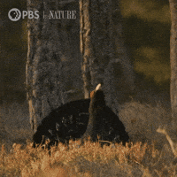 Greater Sage Grouse Gif