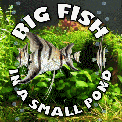 Angel Fish Aquarium GIF - Find & Share on GIPHY