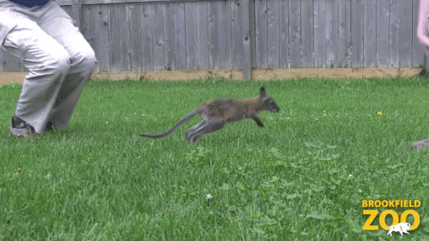 Baby Hopping GIF by Brookfield Zoo - Find & Share on GIPHY