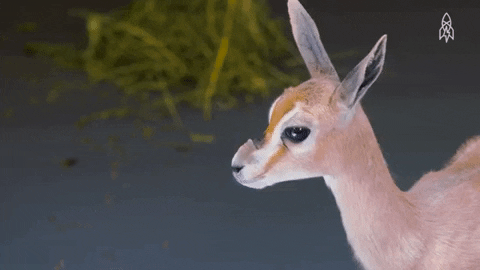 Gazelle Running Gif