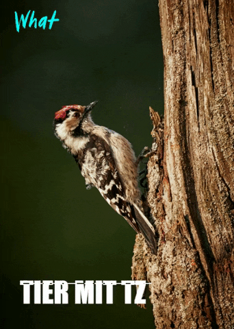 Sweet Animals GIFs - Get the best GIF on GIPHY