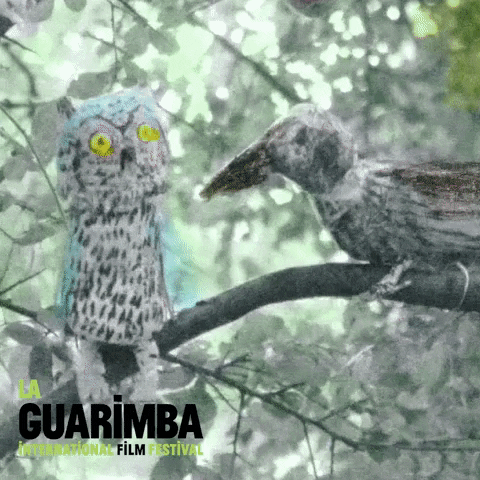 Bird Tree GIFs - Get the best GIF on GIPHY