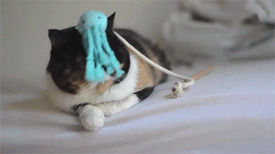 Pudge GIF by Internet Cat Video Festival - Find & Share on GIPHY