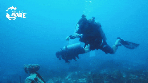 Scuba Divers GIFs - Find & Share on GIPHY