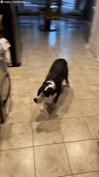 Jumping Puppy Gif