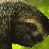 Stoned Sloth Gif