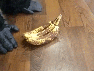 Monkey Foot GIFs - Find & Share on GIPHY