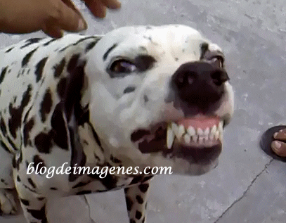Perro Con Sarten GIFs - Get the best GIF on GIPHY