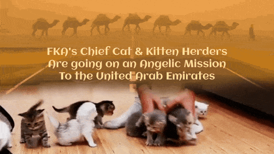 United-arab-emirates GIFs - Get the best GIF on GIPHY