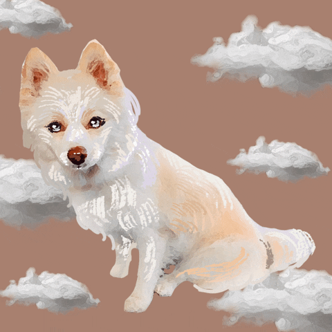 Pomsky-dog GIFs - Get the best GIF on GIPHY