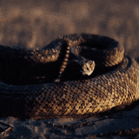 Nope Snake Gif