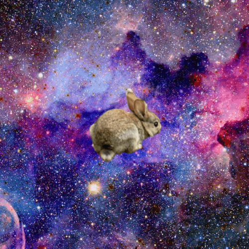 Crazy Bunny GIFs - Find & Share on GIPHY