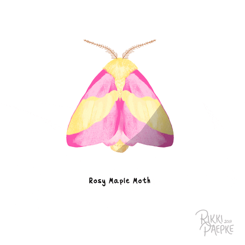 Rosy Maple Moth GIFs - Get the best GIF on GIPHY