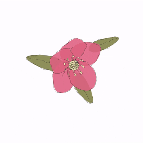 Animated Flowers Blooming Gif