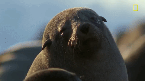 Hostile Planet: Oceans by National Geographic TV | GIPHY