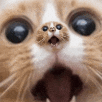 Horrified Cat Gif