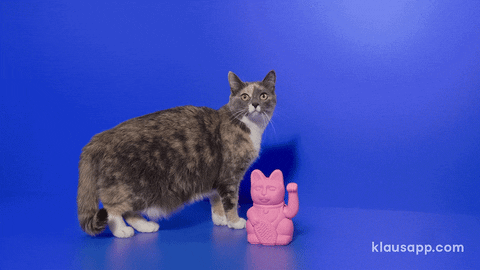 Cat Waving GIFs - Get the best GIF on GIPHY
