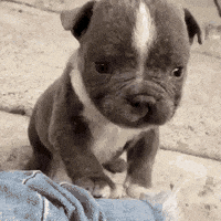 Puppy Face Gif