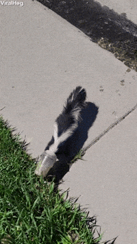 Skunk Spraying Gif