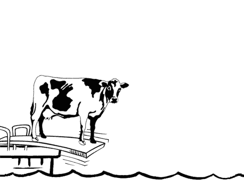 Cow Dive GIFs - Get the best GIF on GIPHY