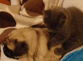 Cute Animals GIFs - Find & Share on GIPHY