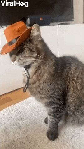 Meowdy GIF by ViralHog - Find & Share on GIPHY