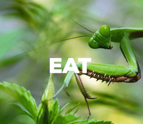 Preying-mantis GIFs - Get the best GIF on GIPHY