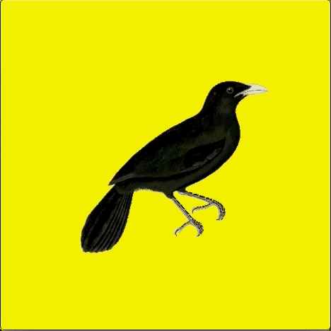 Common-myna GIFs - Get the best GIF on GIPHY