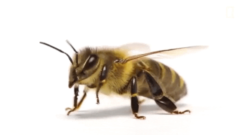 Honeybee GIFs - Get the best GIF on GIPHY