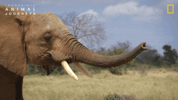 Chasing the African Rains GIFs on GIPHY - Be Animated