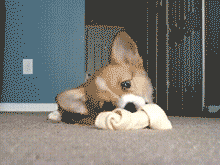 Corgi Puppies Running Gif