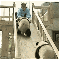 Baby Panda Slide Gif