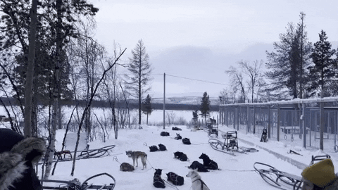 Winter Dogs GIF by #nikaachris - Find & Share on GIPHY