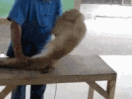 Trained Monkey GIFs - Find & Share on GIPHY