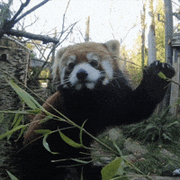 Red Pandas Waving