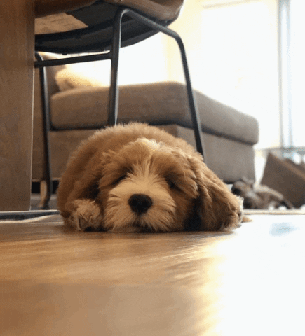 Tired Dog GIF - Find & Share on GIPHY
