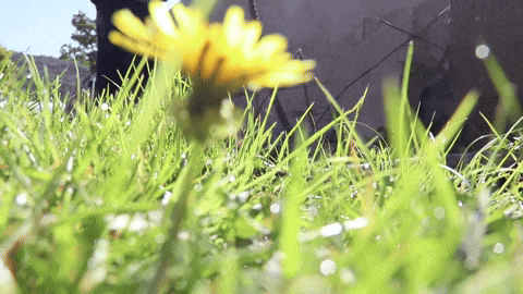 Daisy Yellow Flower GIF by JC Property Professionals - Find & Share on ...
