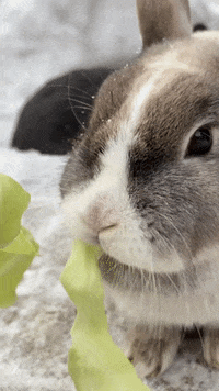Bunny Eating Gif