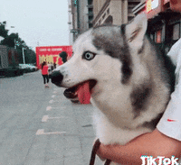 Confused Husky