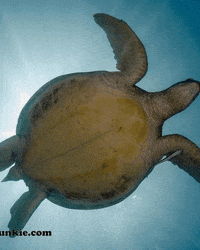Awkward Turtle Animated Gif