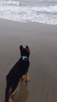 Puppies Running Animated Gif