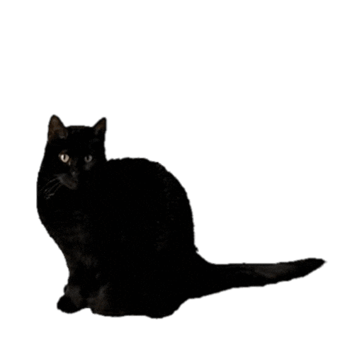 Animated Black Cat Gifs