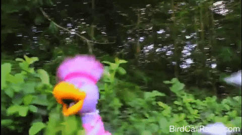 Tiki-room GIFs - Get the best GIF on GIPHY