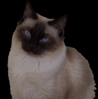 Ragdoll Cat Puffy GIFs - Find & Share on GIPHY