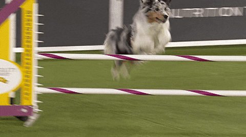Puppy's Rennen Gif Puppy Running GIFs Find & Share On GIPHY