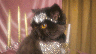 Persiancat GIFs - Get the best GIF on GIPHY