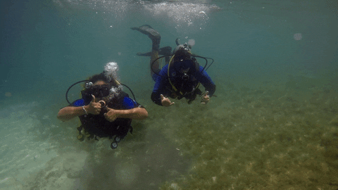 Santa Barbara Beach & Golf Resort Curacao GIF - Find & Share on GIPHY